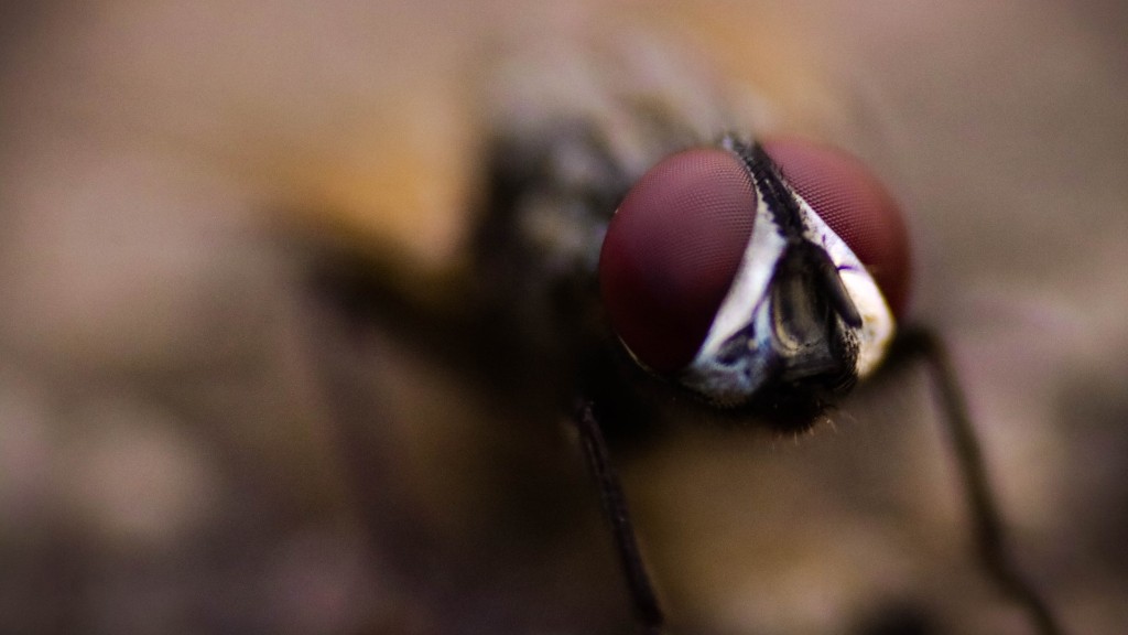 What Happens At The End Of Lord Of The Flies About Bugs what-happens-at-the-end-of-lord-of-the-flies-about-bugs