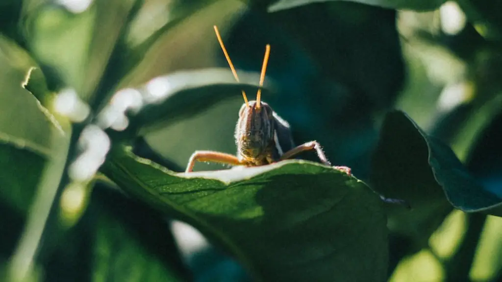 Do grasshoppers turn into locusts? - Aboutbugz.com Do grasshoppers turn into locusts? - Aboutbugz.com