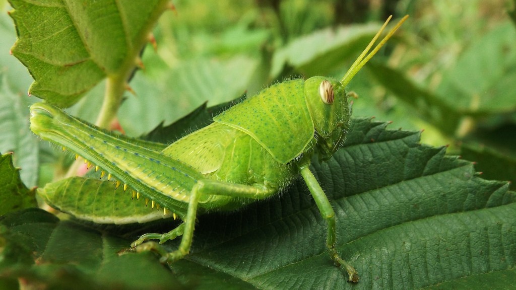 What Do Big Grasshoppers Eat